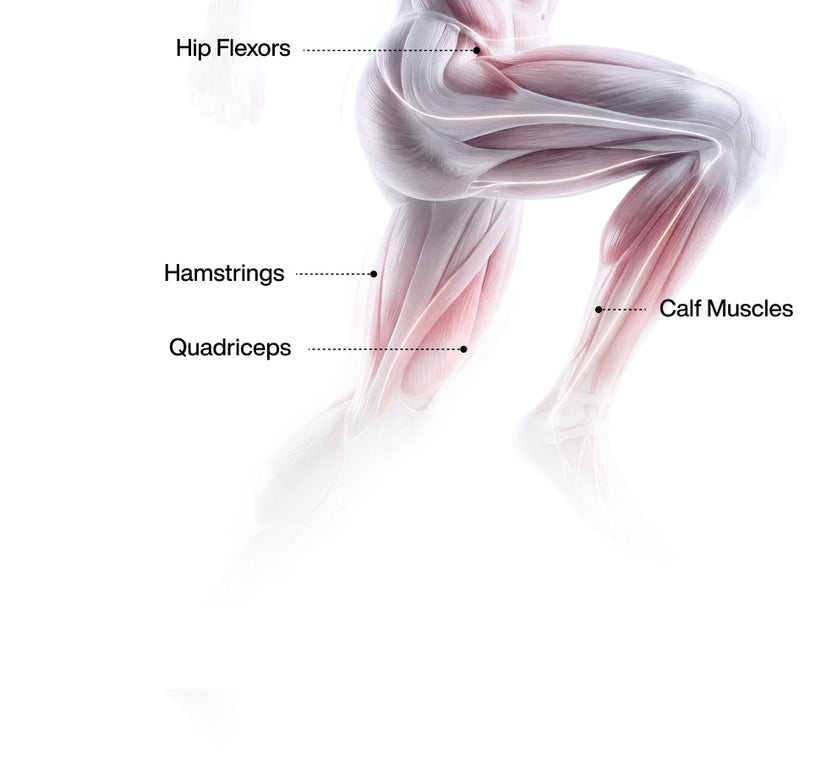 Exoskeleton 101 - The Science Behind Exoskeletons – Hypershell Global